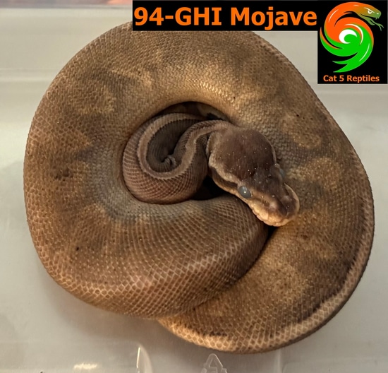 GHI Mojave Ball Python by Cat 5 Reptiles