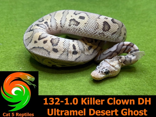 Killer Clown DH Ultramel Desert Ghost Ball Python by Cat 5 Reptiles