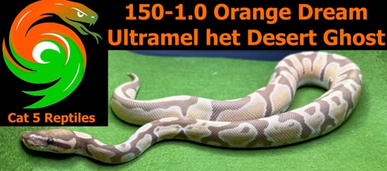 Orange Dream Ultramel Het Desert Ghost Ball Python by Cat 5 Reptiles