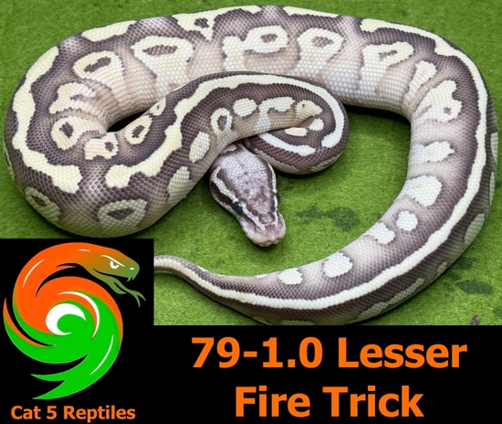 Lesser Fire Trick Ball Python by Cat 5 Reptiles