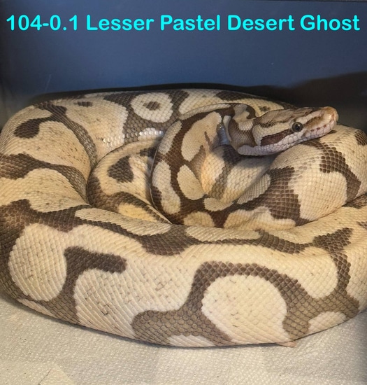 Lesser Pastel Desert Ghost Ball Python by Cat 5 Reptiles
