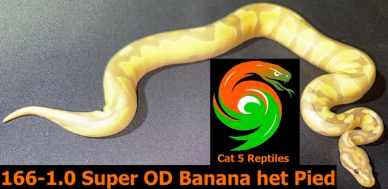 Super Orange Dream Banana Het Pied Ball Python by Cat 5 Reptiles