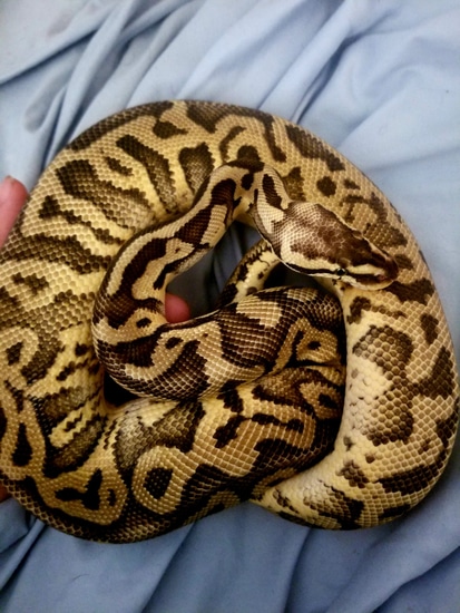 Firefly Leopard Het Clown Ball Python by Snakexotics