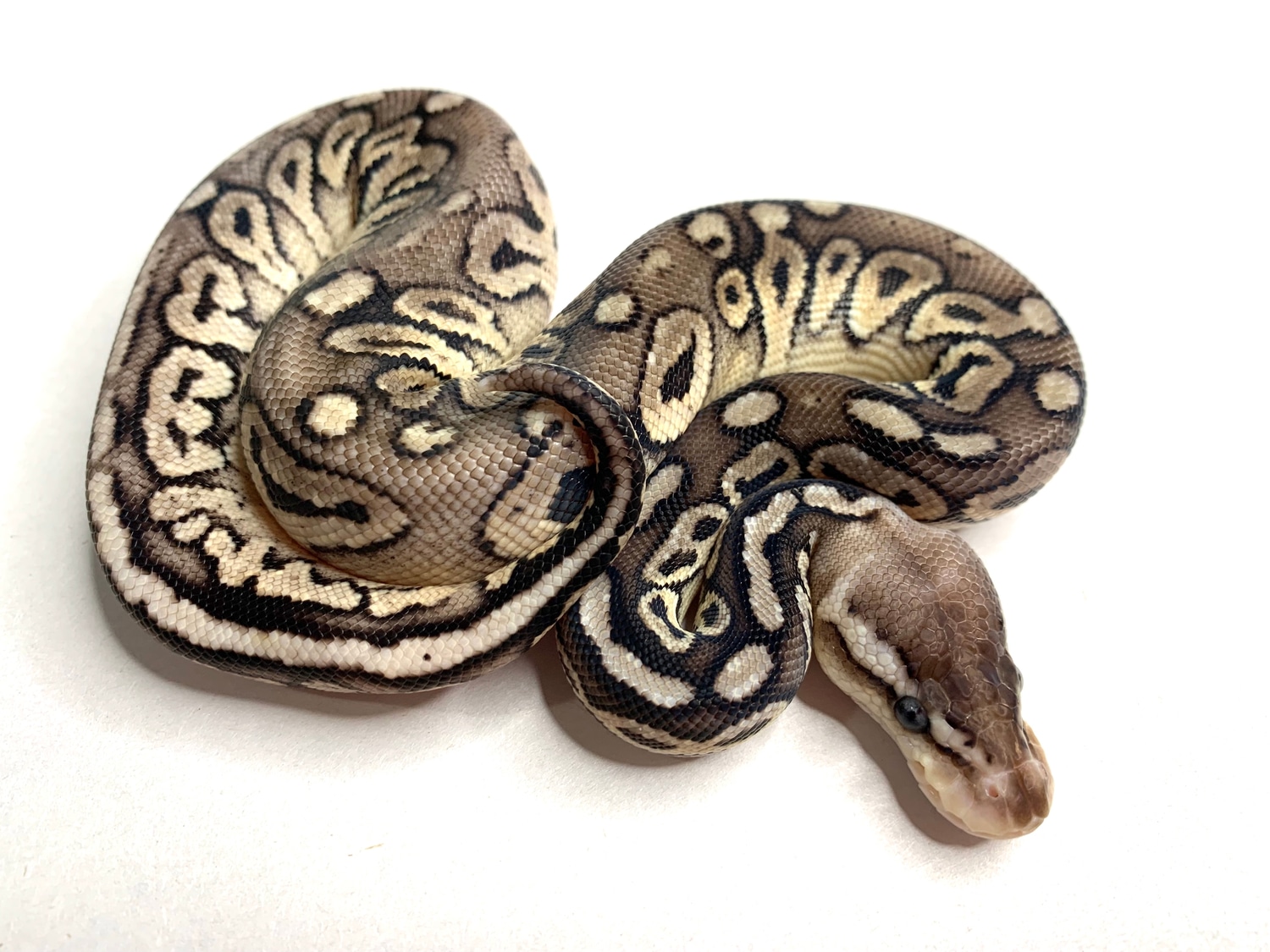 Pewter Poss Het Albino Poss Het Tri-stripe Ball Python by SnakeWerks ...