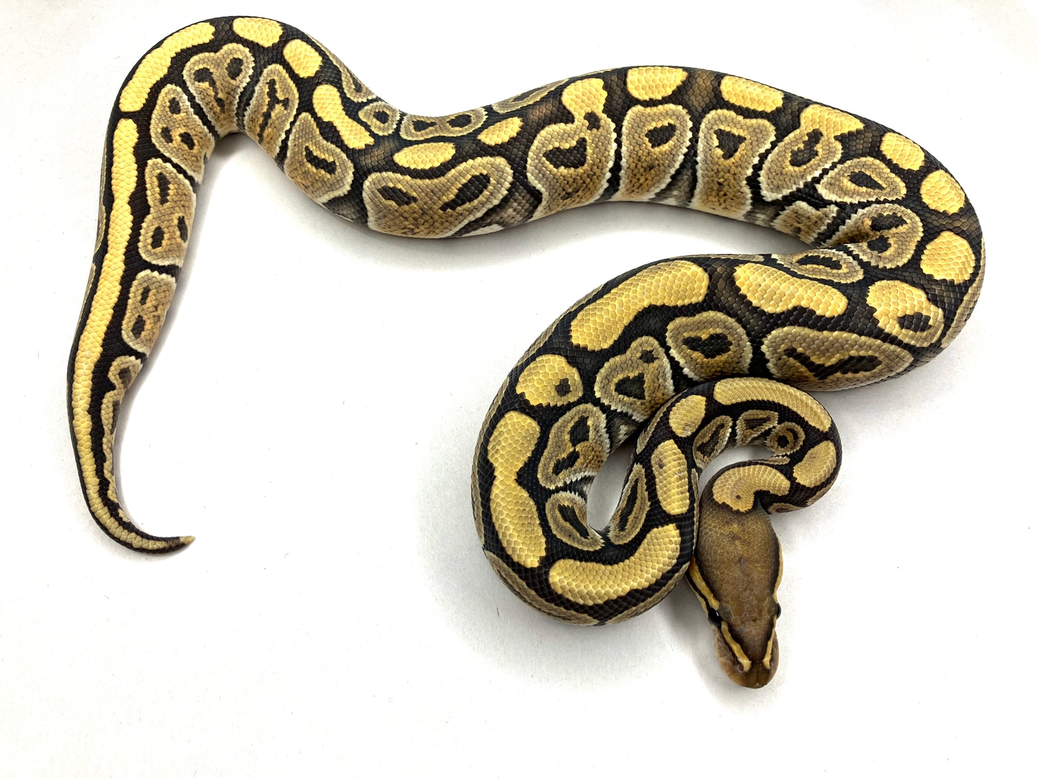 Orange Ghost Het Clown Ball Python by SnakeWerks - MorphMarket