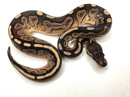 Cinnamon Calico Ball Python by SnakeWerks