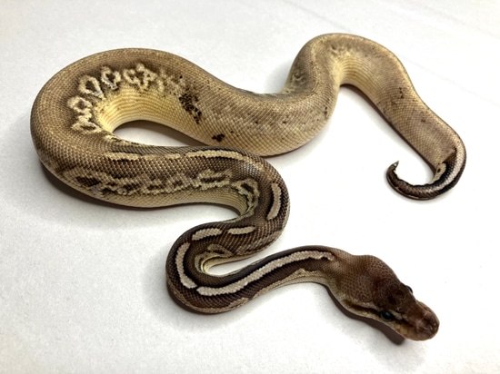 Trick Pastel Cinnamon Calico Poss Het Albino Ball Python by SnakeWerks