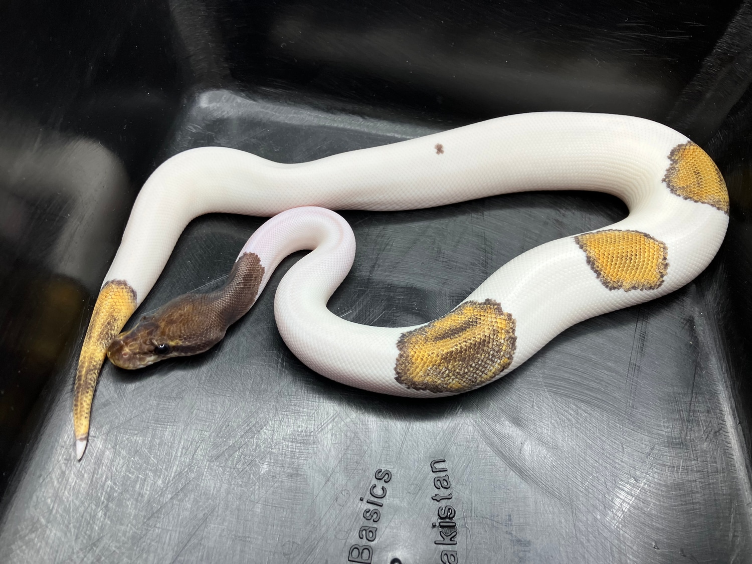 Mojave Pied Pos Leopard Ball Python by SnakeWerks - MorphMarket