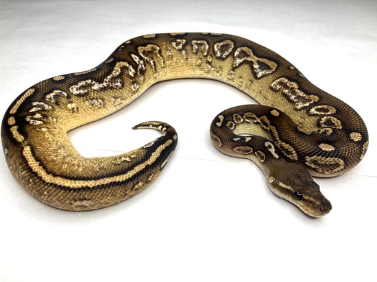 Super Trick Cinnamon Calico Ball Python by SnakeWerks