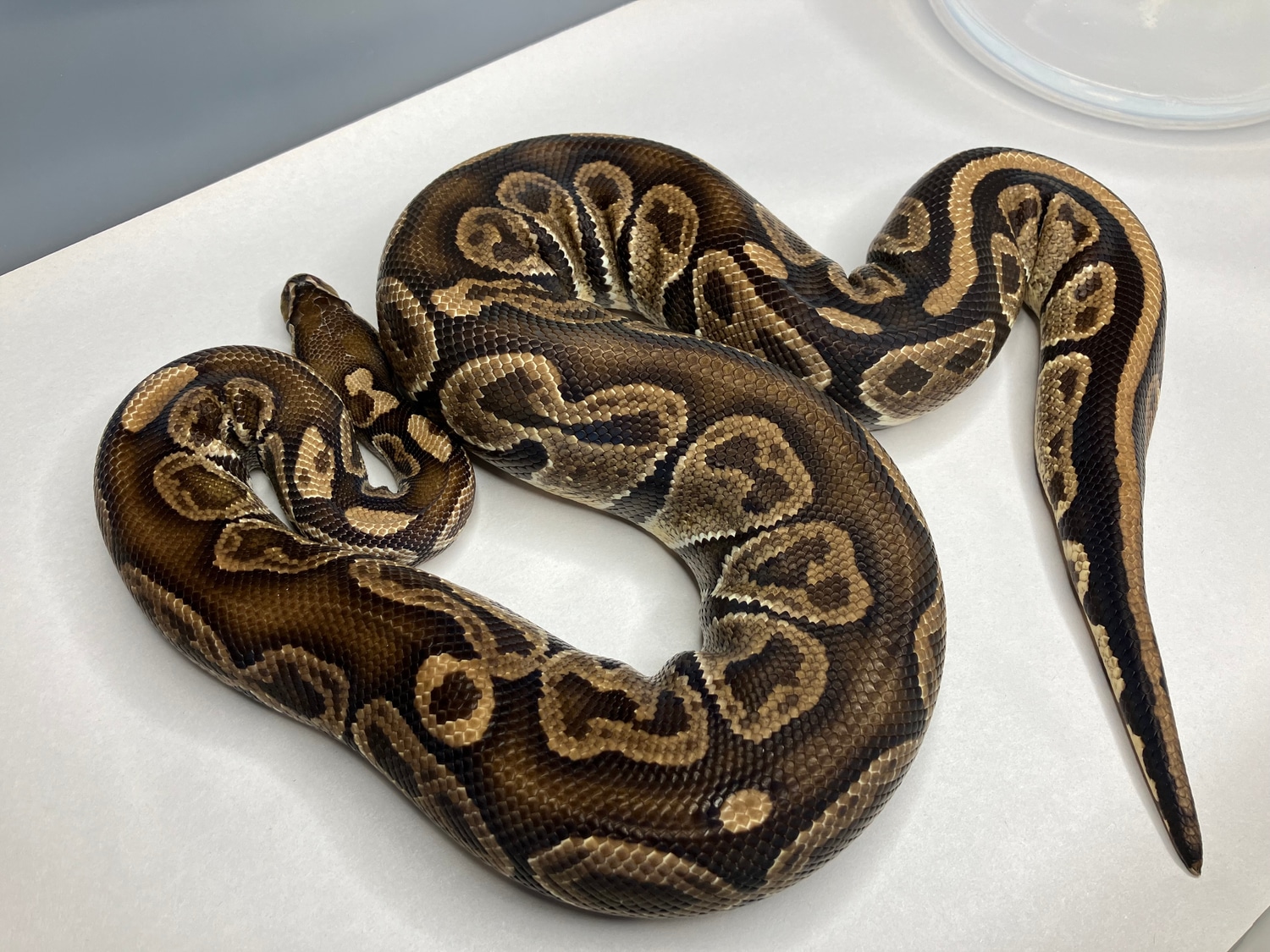 Trick Het Albino Ball Python by SnakeWerks - MorphMarket