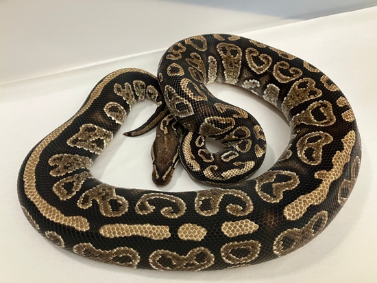 Trick Granite Het Orange Ghost Proven Breeder Ball Python by SnakeWerks