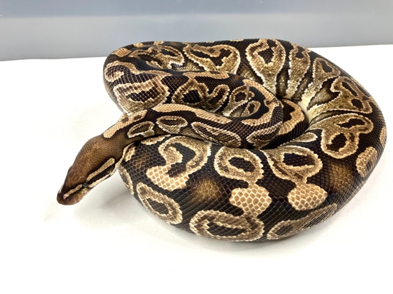 Trick Het Orange Ghost Proven Breeder Ball Python by SnakeWerks