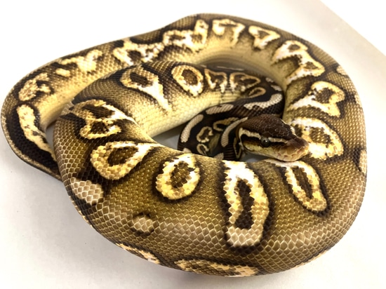 Super Trick Cinnamon Pastel Calico Ball Python by SnakeWerks