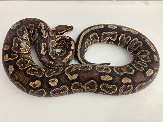 Trick Sable Pos Het Albino Ball Python by SnakeWerks