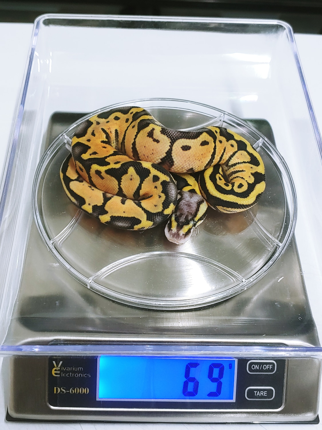 Super Pastel Het Clown #1 Ball Python by Snake Wonderland - MorphMarket