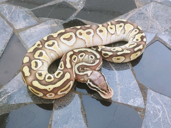 Pastel Lesser Het Clown Ball Python by Snake Wonderland