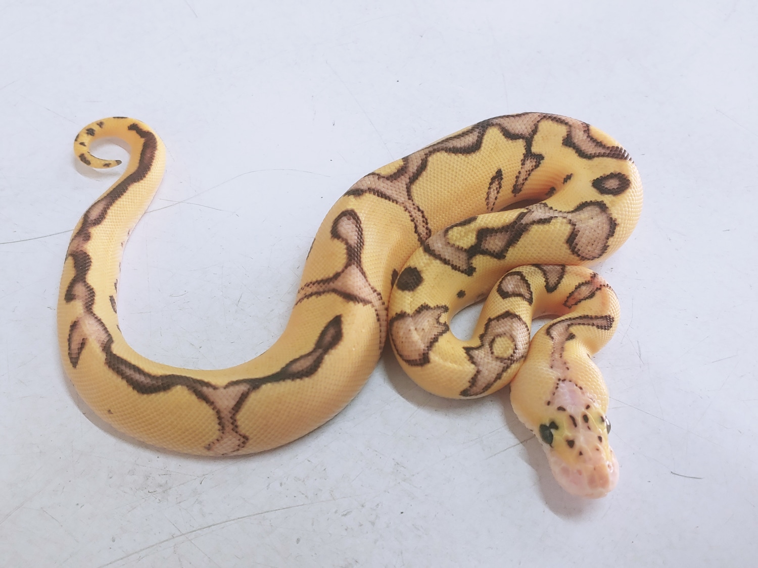 Firefly Leopard Clown Ball Python by Snake Wonderland - MorphMarket