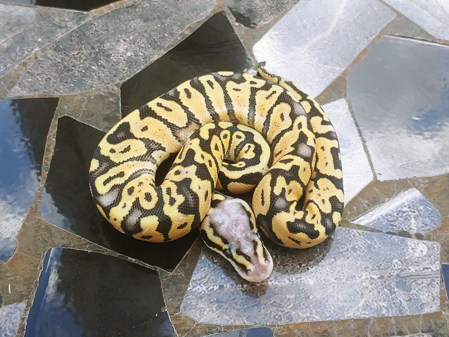 Super Pastel Het Clown Ball Python by Snake Wonderland - MorphMarket