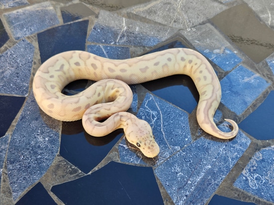 Pastel Mojave Banana Clown Het Ghost Ball Python by Snake Wonderland