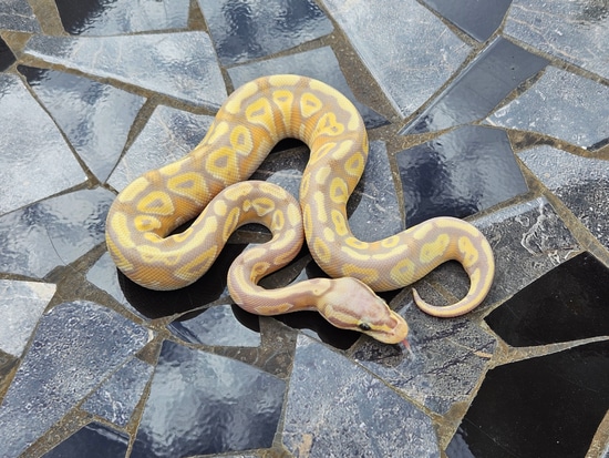 Pastel Banana Het Clown Het Hypo Ball Python by Snake Wonderland