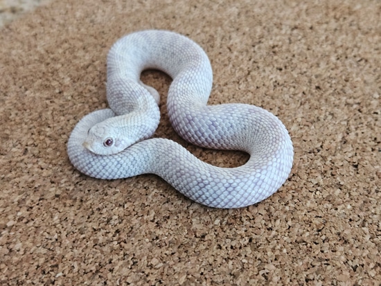 Male Snow (Possible Arctic) - 2 Western Hognose by Snake Wonderland