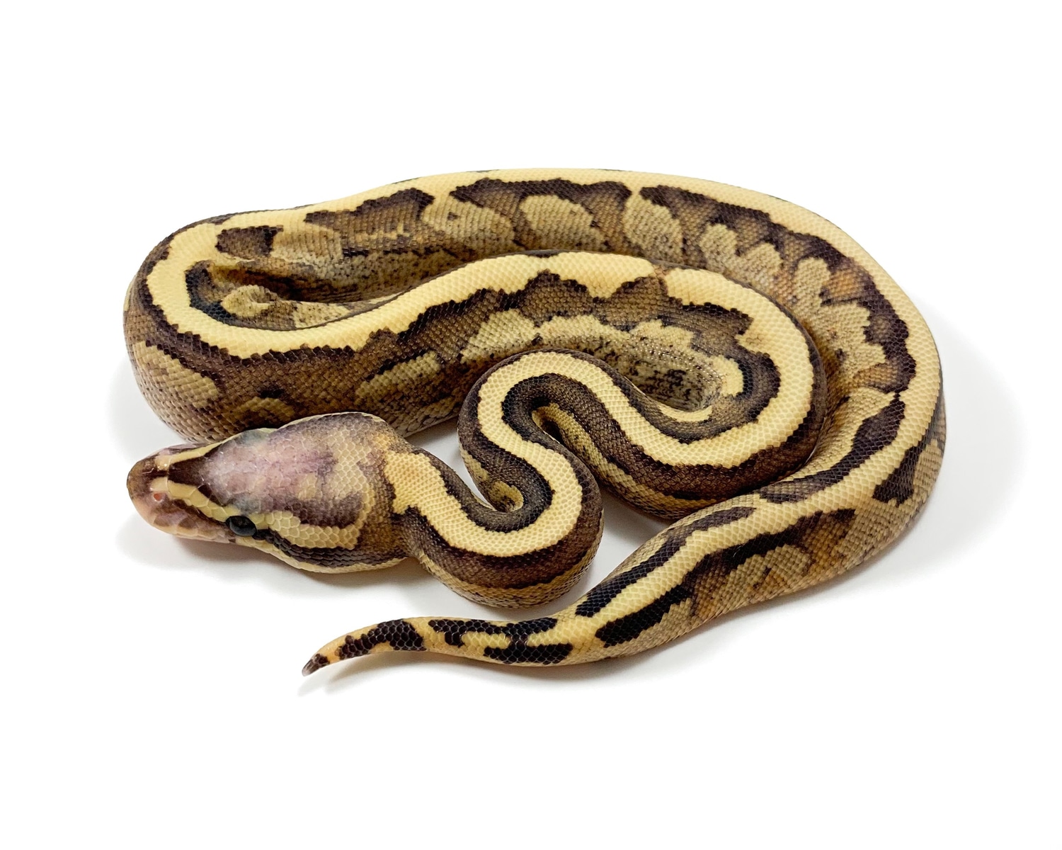 Vanilla Cream Ball Python by Sacred Exotics - MorphMarket
