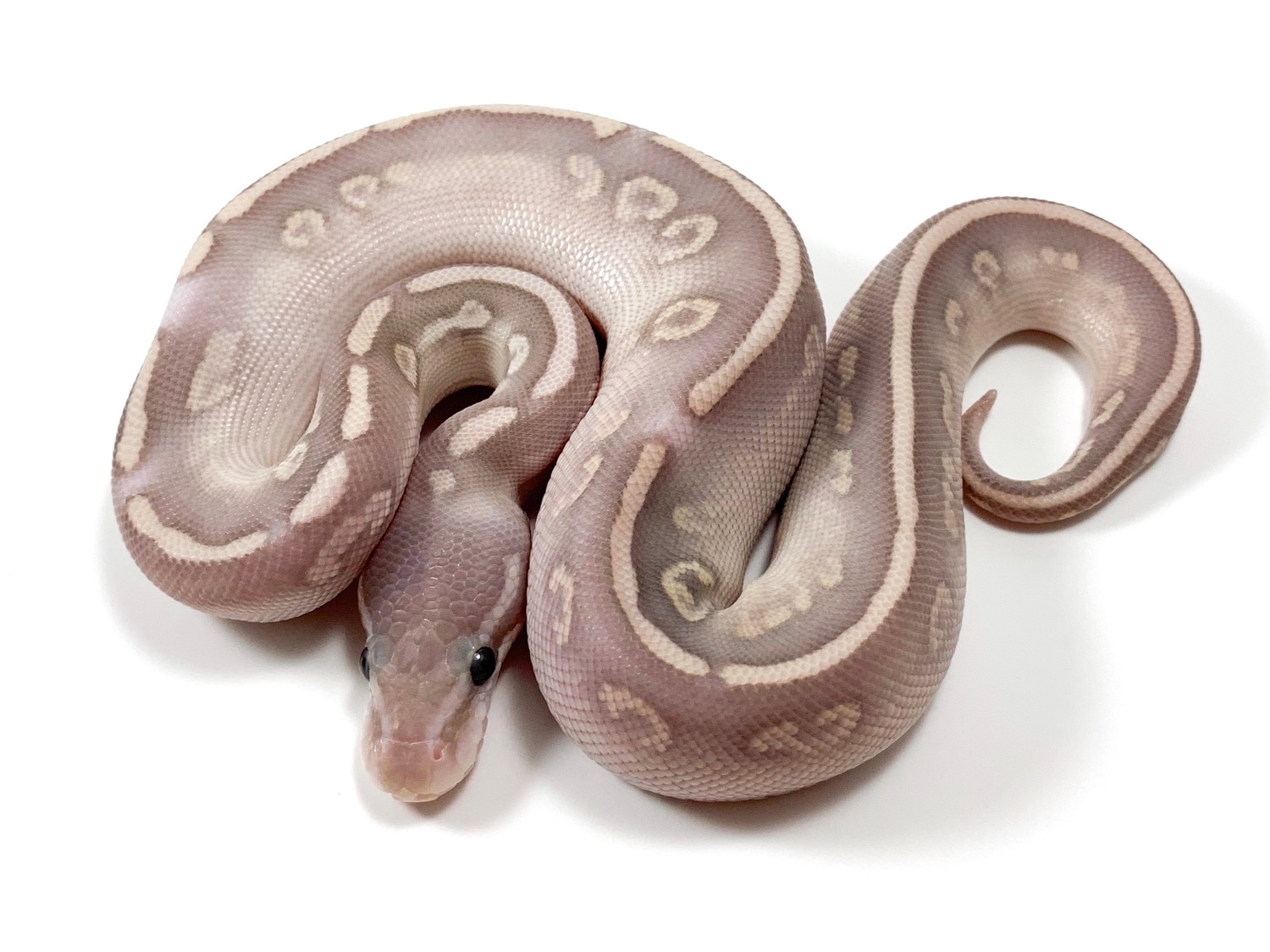 Banana Super Mystic Ball Python by Sacred Exotics - MorphMarket