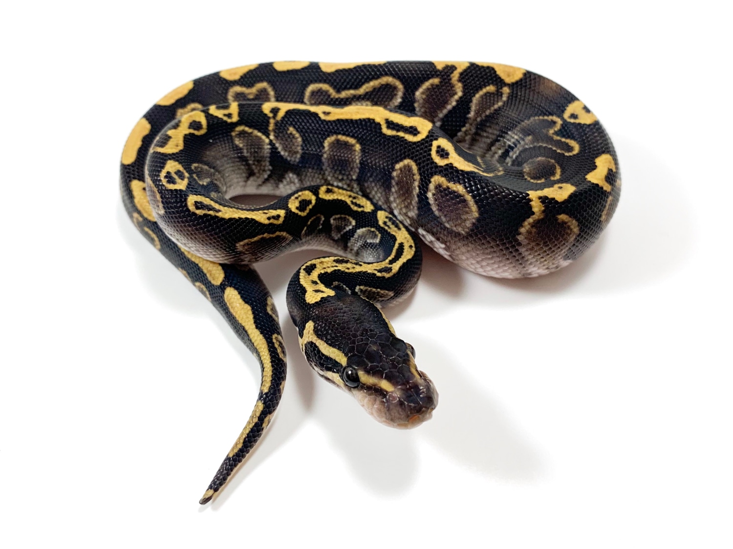 GHI Phantom Ball Python by Sacred Exotics - MorphMarket
