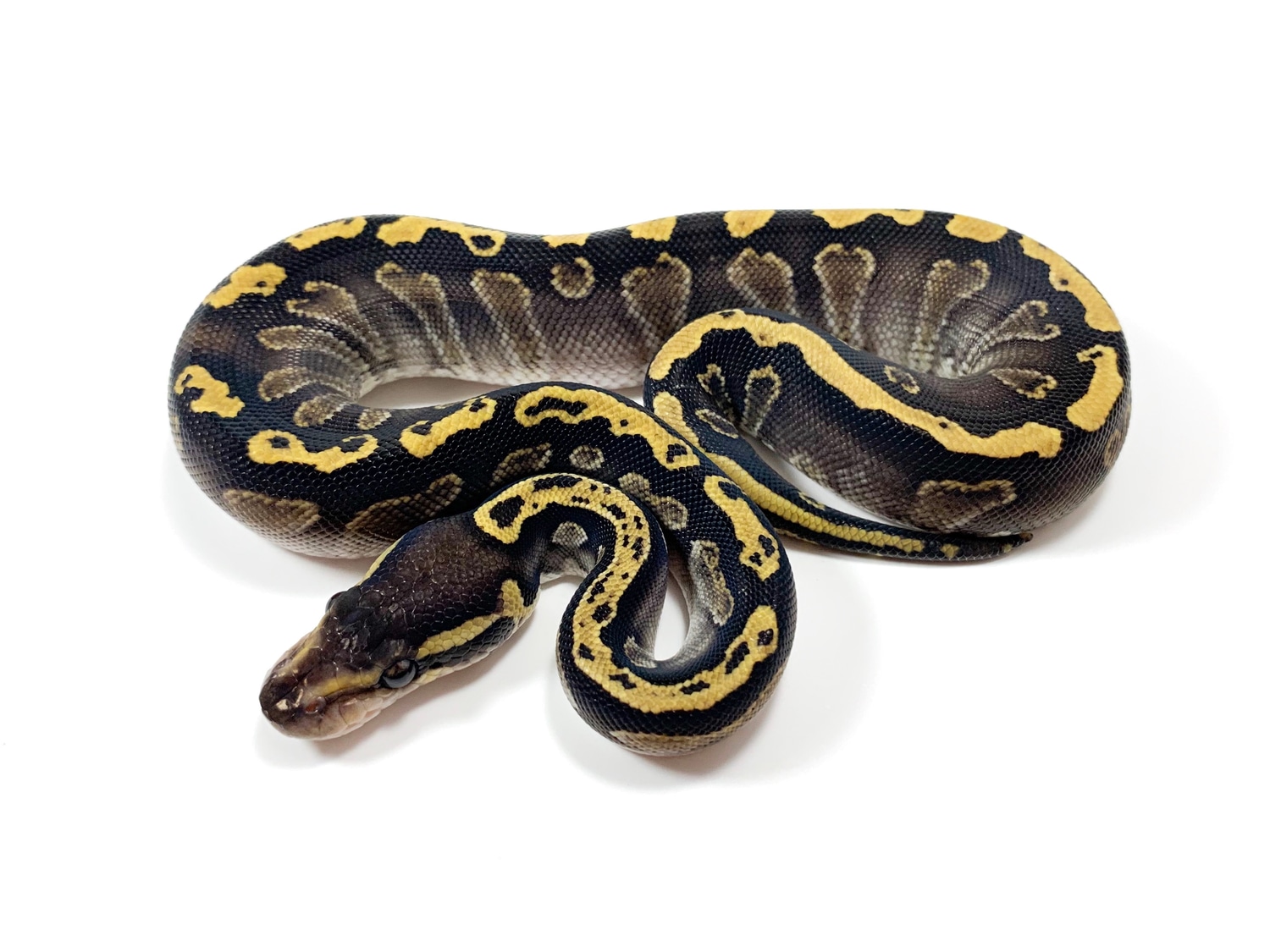 GHI Phantom Ball Python by Sacred Exotics - MorphMarket