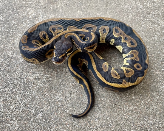 Black Head Leopard Het. Pied Ball Python by Hendrix Pythons