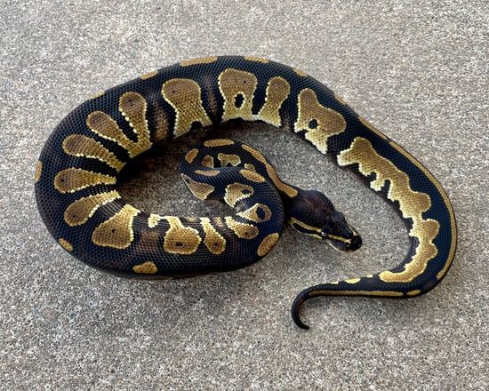 Black Head Het. Pied (Possible OD) Ball Python by Hendrix Pythons
