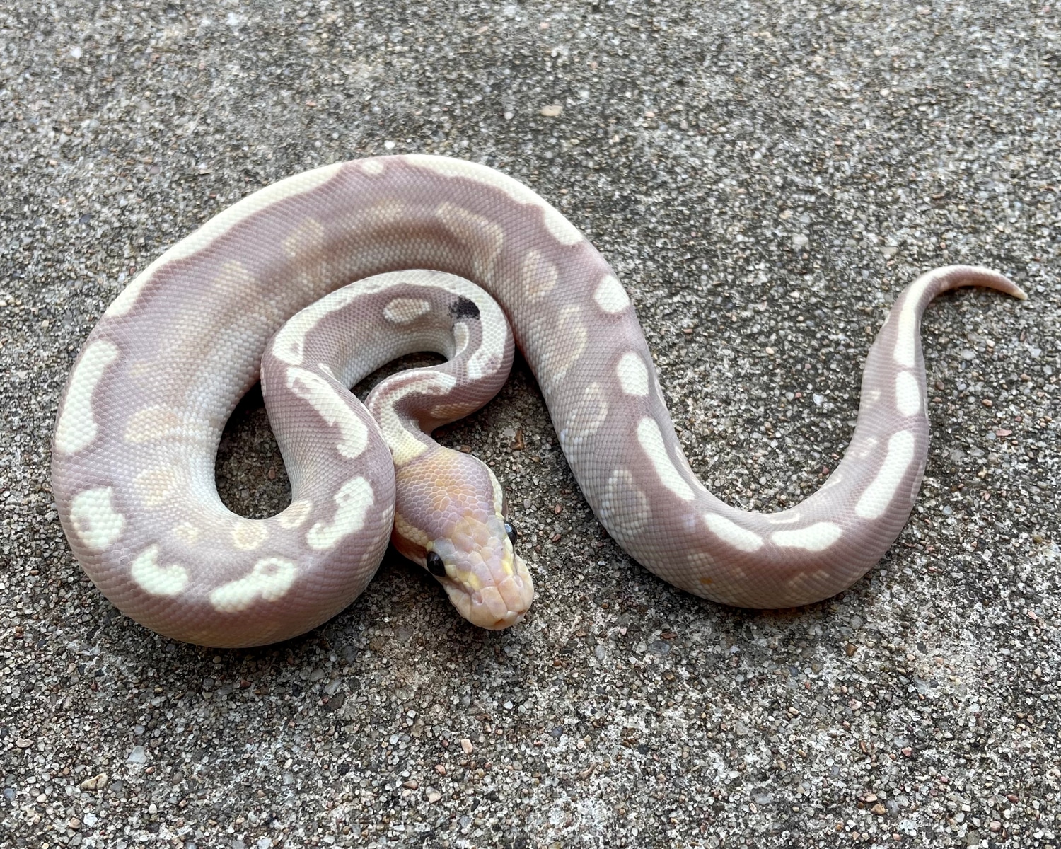 Banana GHI Mystic (Paradox) Ball Python by Sacred Exotics - MorphMarket