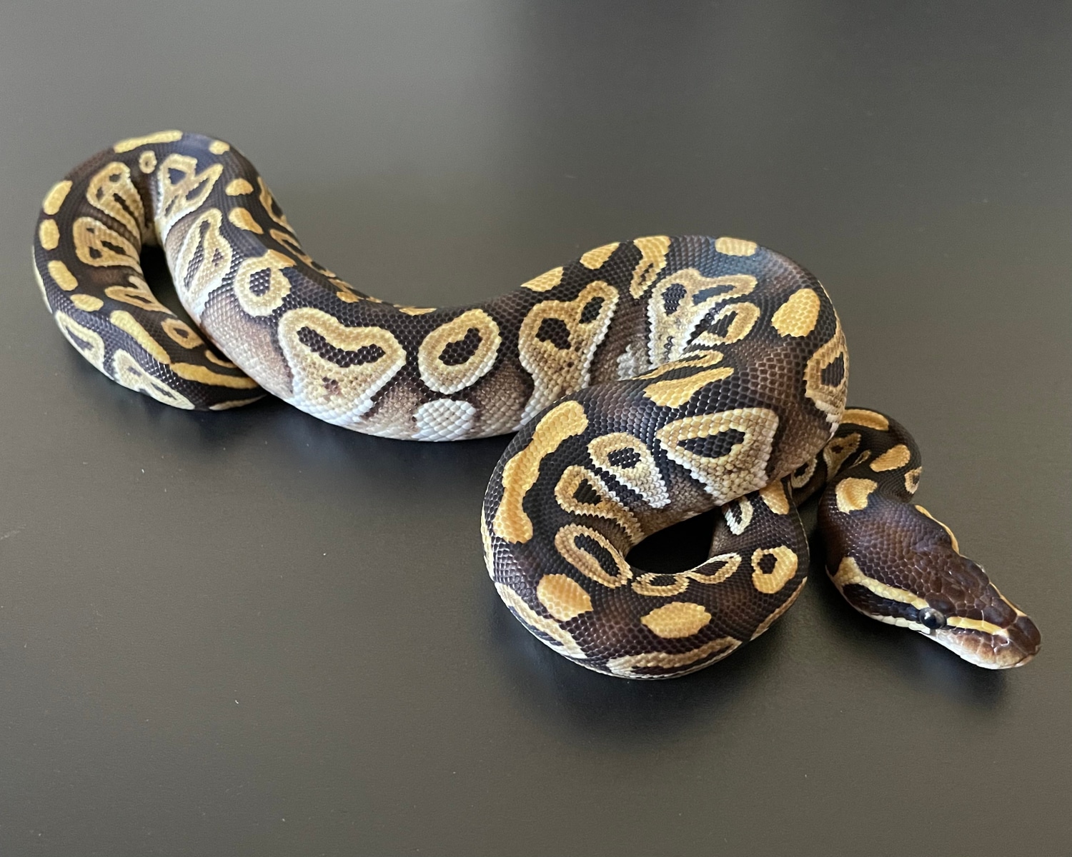 Mystic/Mojave Ball Python by Sacred Exotics - MorphMarket