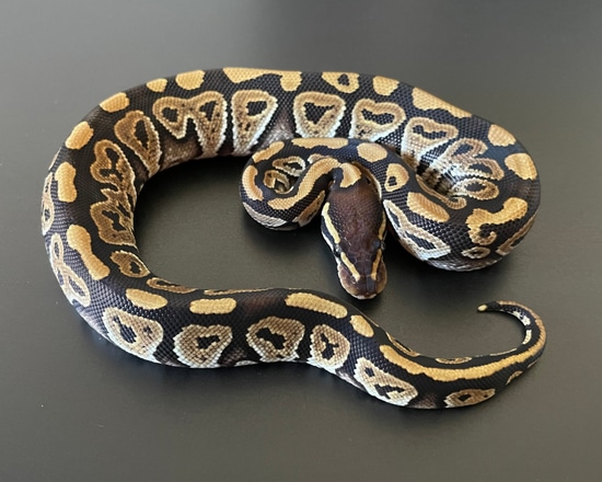 Mystic/Mojave Ball Python by Sacred Exotics