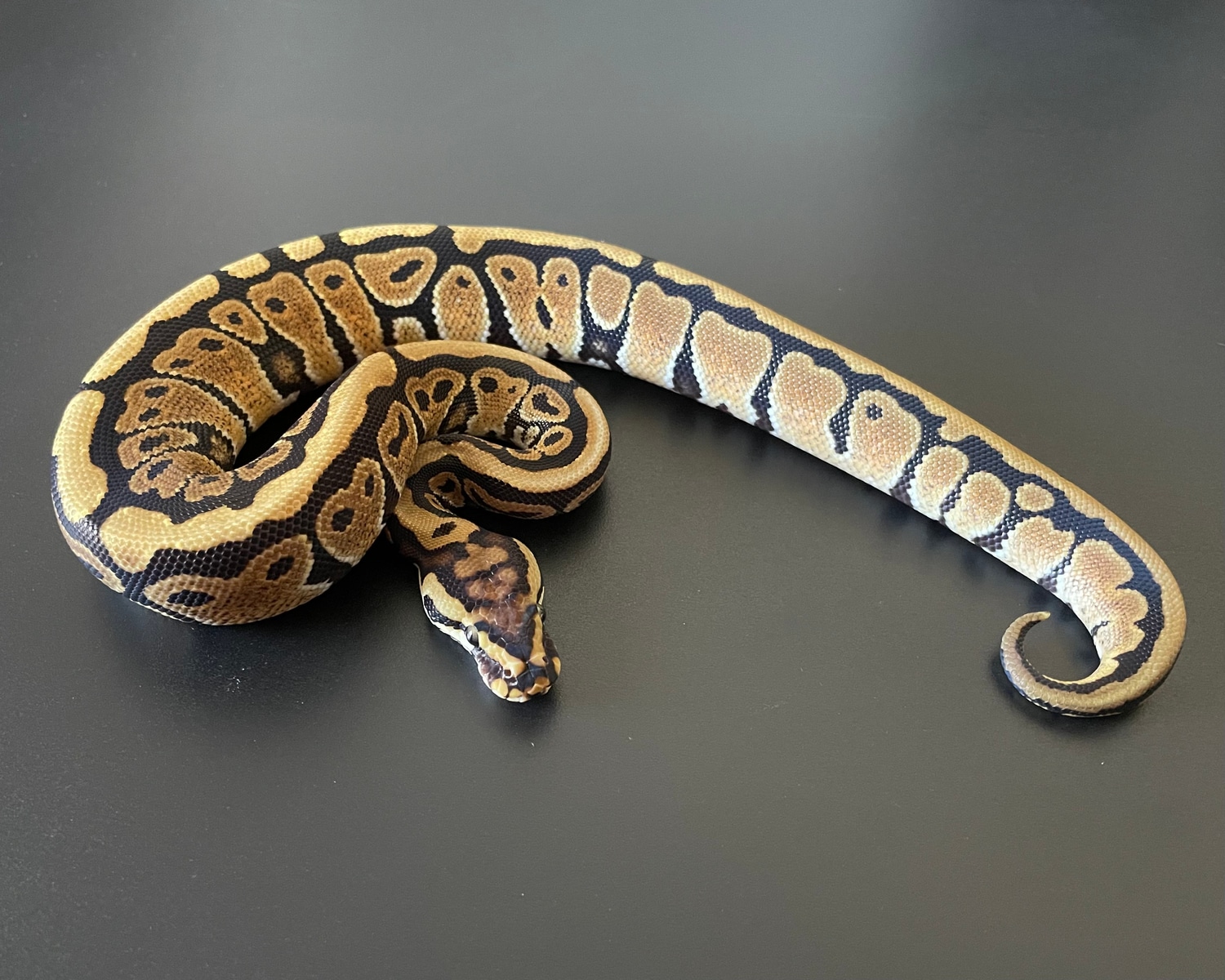 Spotnose Het. Clown 50% Het. Albino Ball Python by Sacred Exotics ...