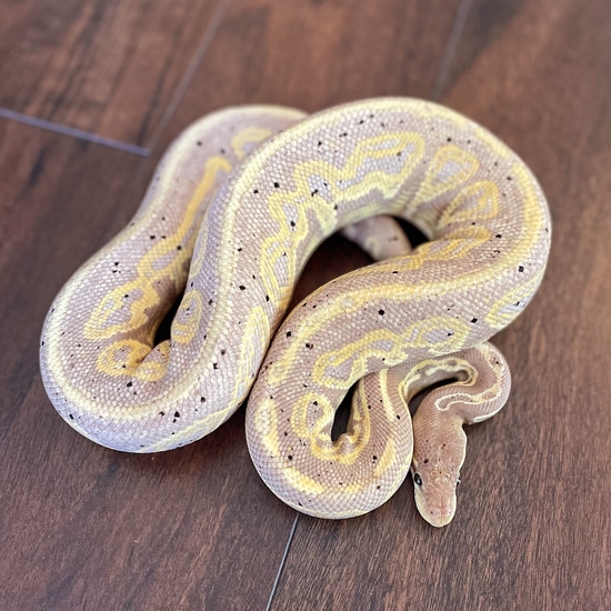 Black Head Black Pastel Banana Ball Python by Hendrix Pythons