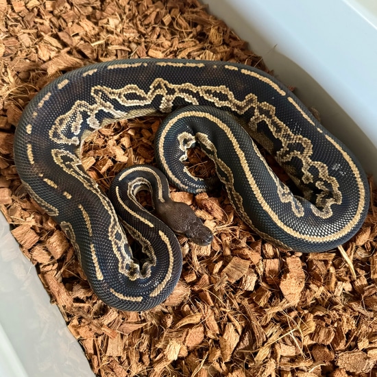 Black Head Black Pastel Leopard Ball Python by Hendrix Pythons