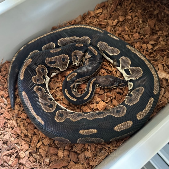 Black Head Leopard (Poss. OD) Ball Python by Hendrix Pythons
