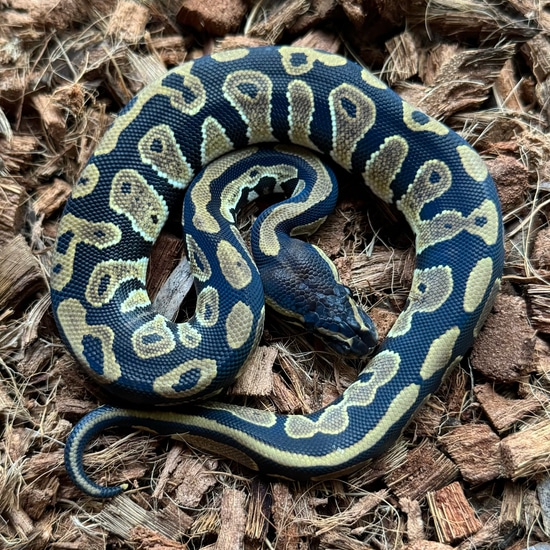 Black Head 100% Dbl. Het. Hypo/Pied Ball Python by Hendrix Pythons
