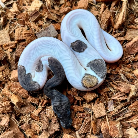 Black Head Leopard Mojave Pied 50% Het. Hypo (Prob. Super BH) Ball ...