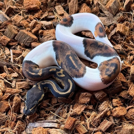 Black Head Leopard Pied Ball Python by Hendrix Pythons