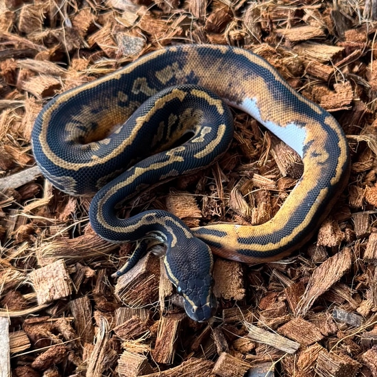 Black Head Pied Ball Python by Hendrix Pythons