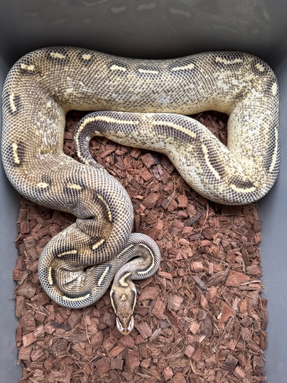 Adult Female Freeway (Asphalt Yellow Belly) Ball Python by Hendrix Pythons