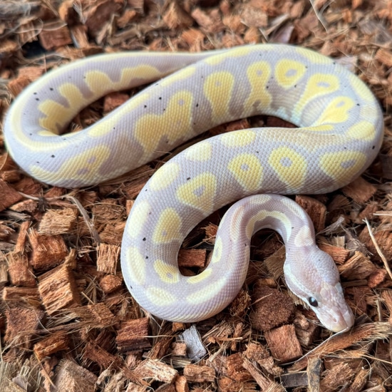 Banana Black Head Dbl. Het. Clown/Pied (Female Maker) Ball Python by ...