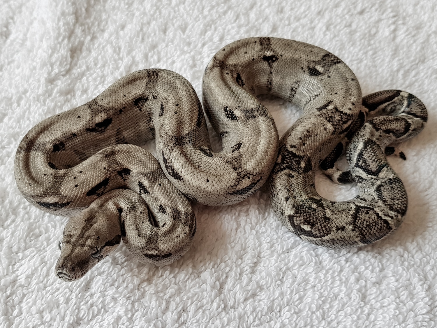 Pure Sonoran Ghost Boa Constrictor by South West Boids - MorphMarket