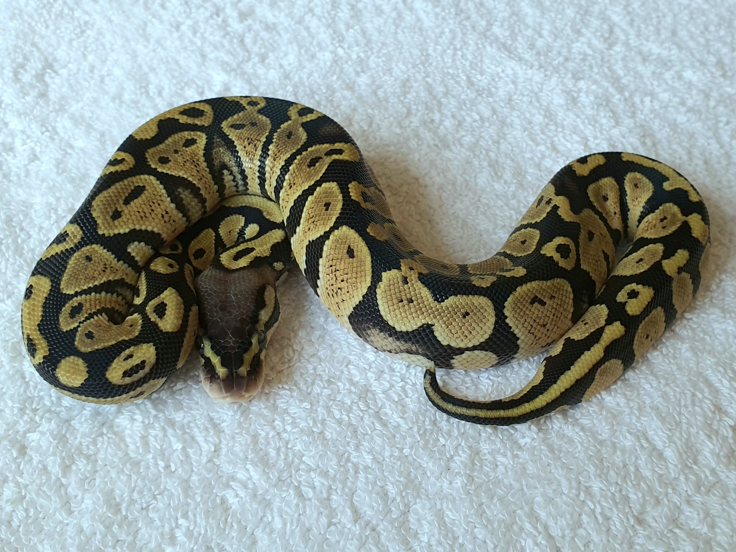 Lemon Pastel (NERD Line) 50% Poss Het Piebald And VPI Axanthic Ball ...