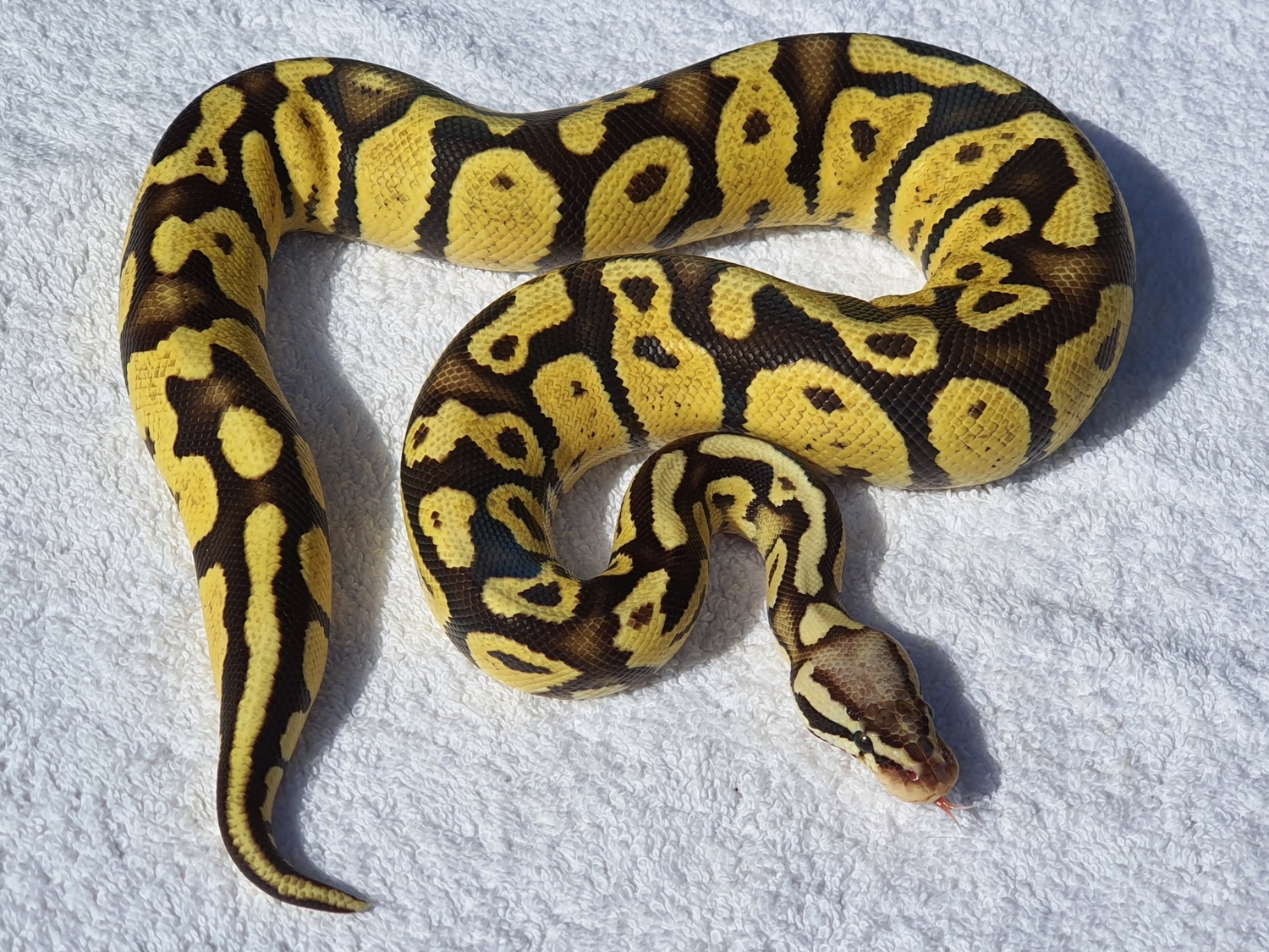NERD Lemon Pastel Fire (Firefly) 50% Poss Het Piebald 50% Poss Het VPI ...