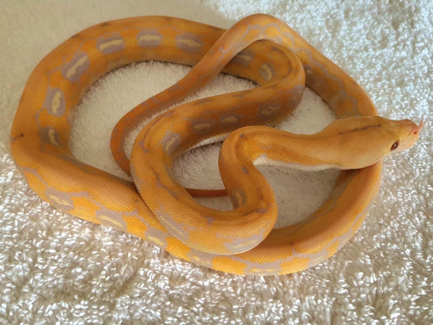 Super Dwarf Purple Albino Tiger Reticulated Python by South West Boids ...
