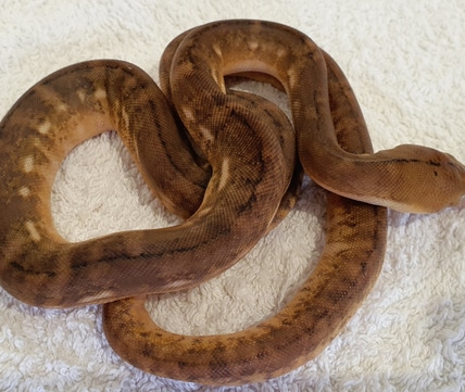 SD Golden Child Tiger Sunfire 50 % Poss Het Purple Albino Reticulated ...