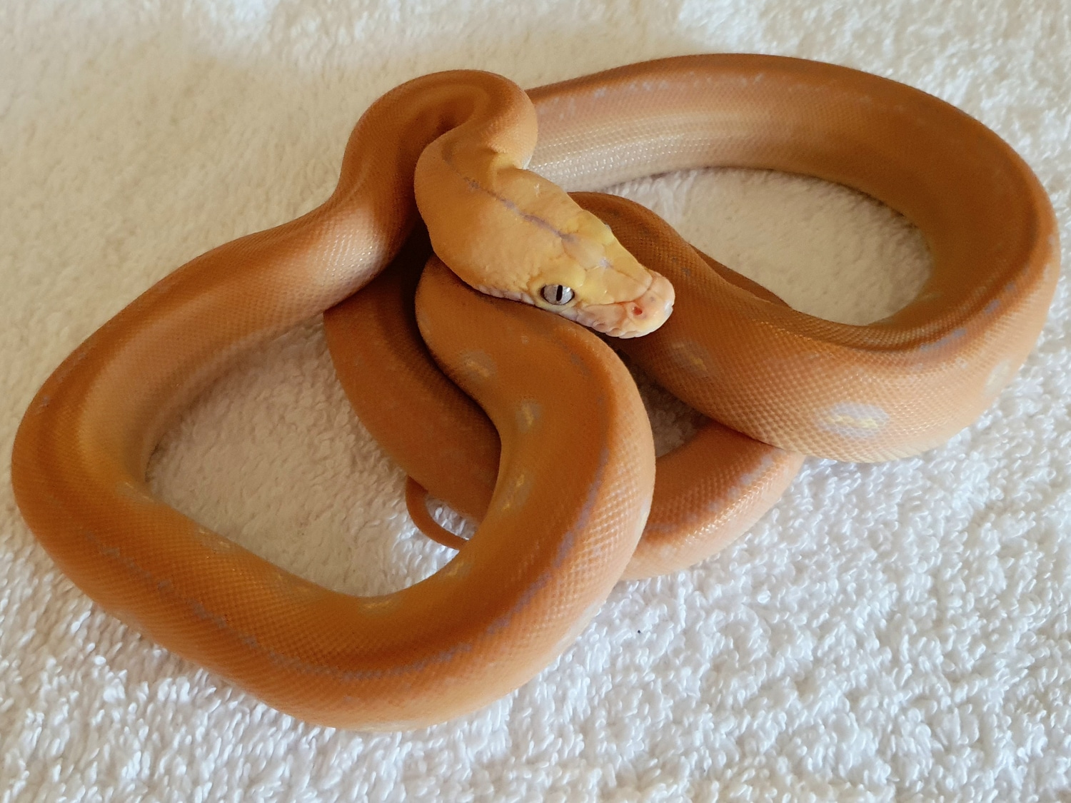 Super Dwarf Golden Child Purple Albino Tiger Reticulated Python by ...